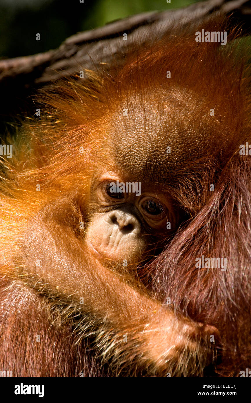 Orangutan Baby (Pongo pygmaeus) holding its mother Stock Photo - Alamy