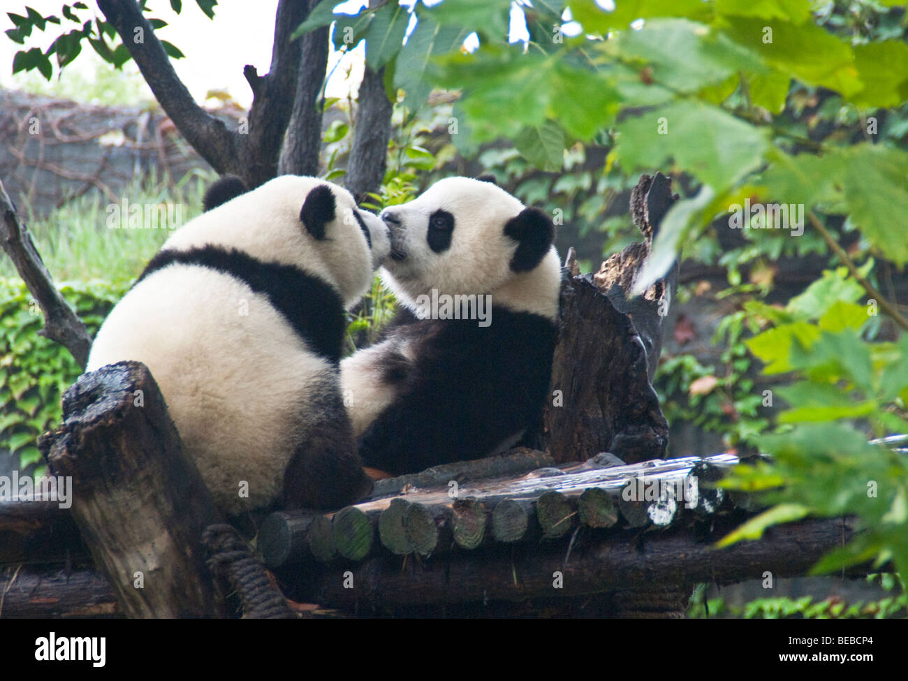 Pandas Kissing