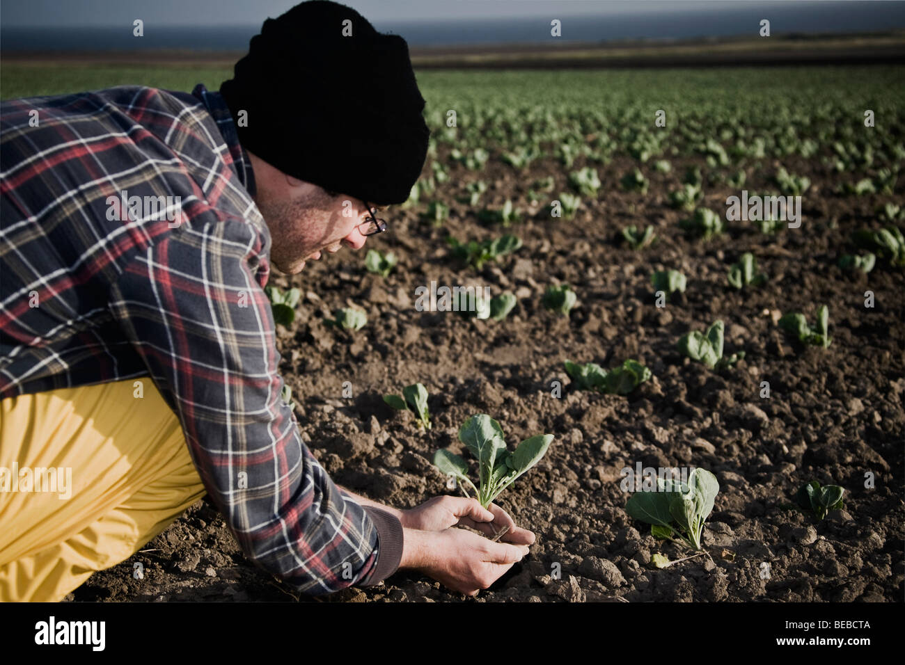 Man planting in a field, California, USA Stock Photo - Alamy