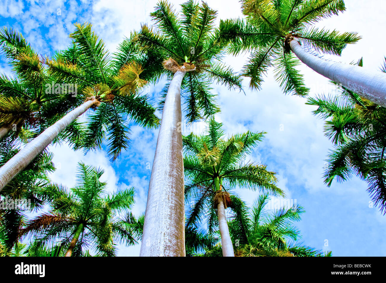 Palm tree nicaragua hi-res stock photography and images - Alamy
