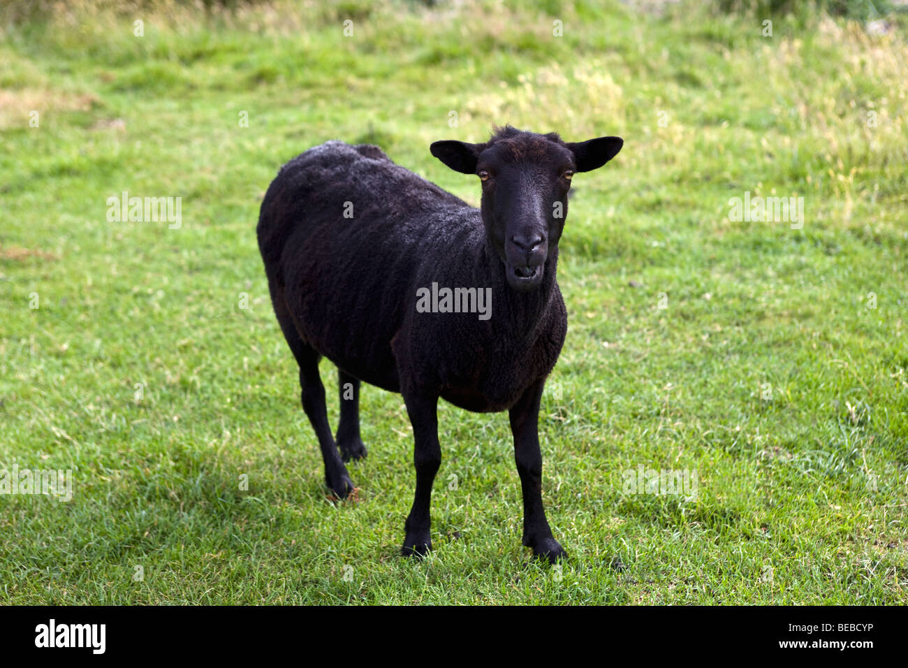 Black sheep hi-res stock photography and images - Alamy