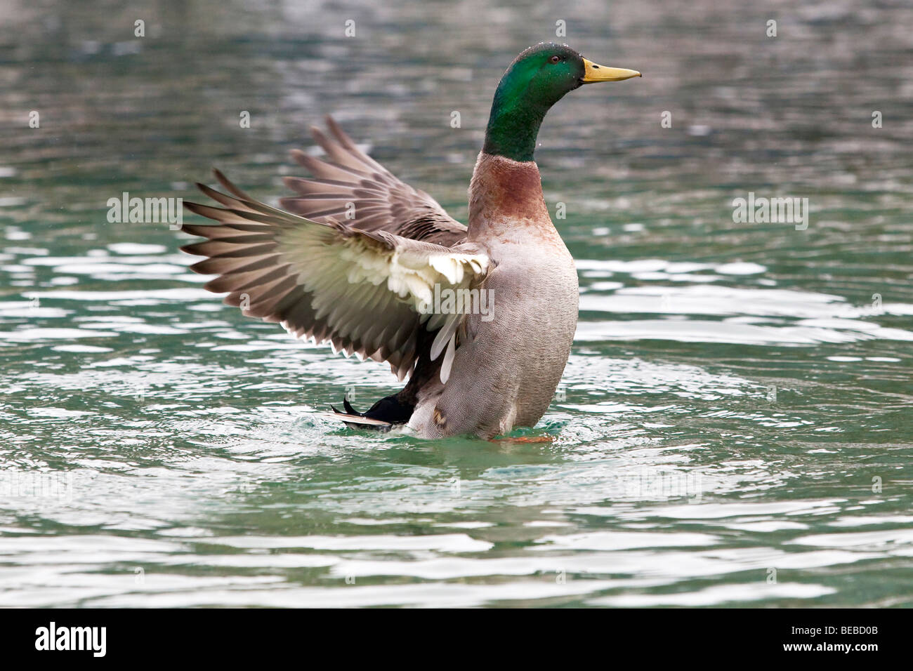 Duck profile photo hi-res stock photography and images - Alamy