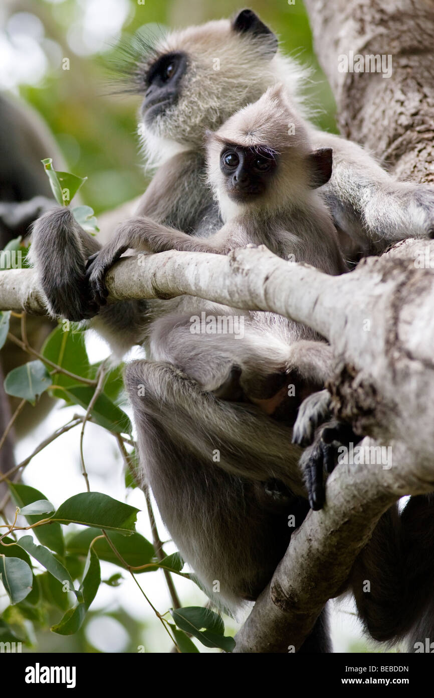 Group of wild monkeys in trees hi-res stock photography and images - Alamy