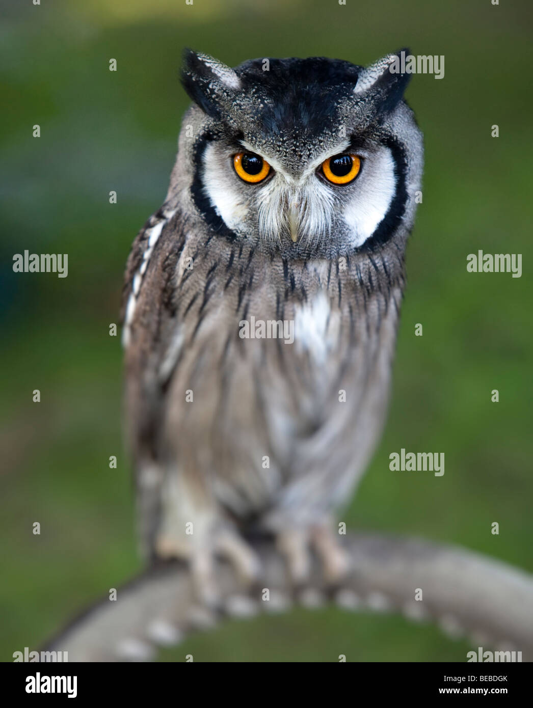 Scops owl Otus spp Europe Stock Photo - Alamy