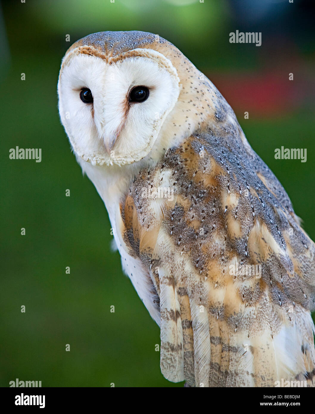 Tyto alba hi-res stock photography and images - Alamy