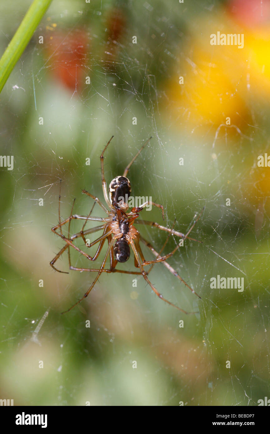 Mating couple of Linyphia spec, probably Linyphia triangularis Stock ...