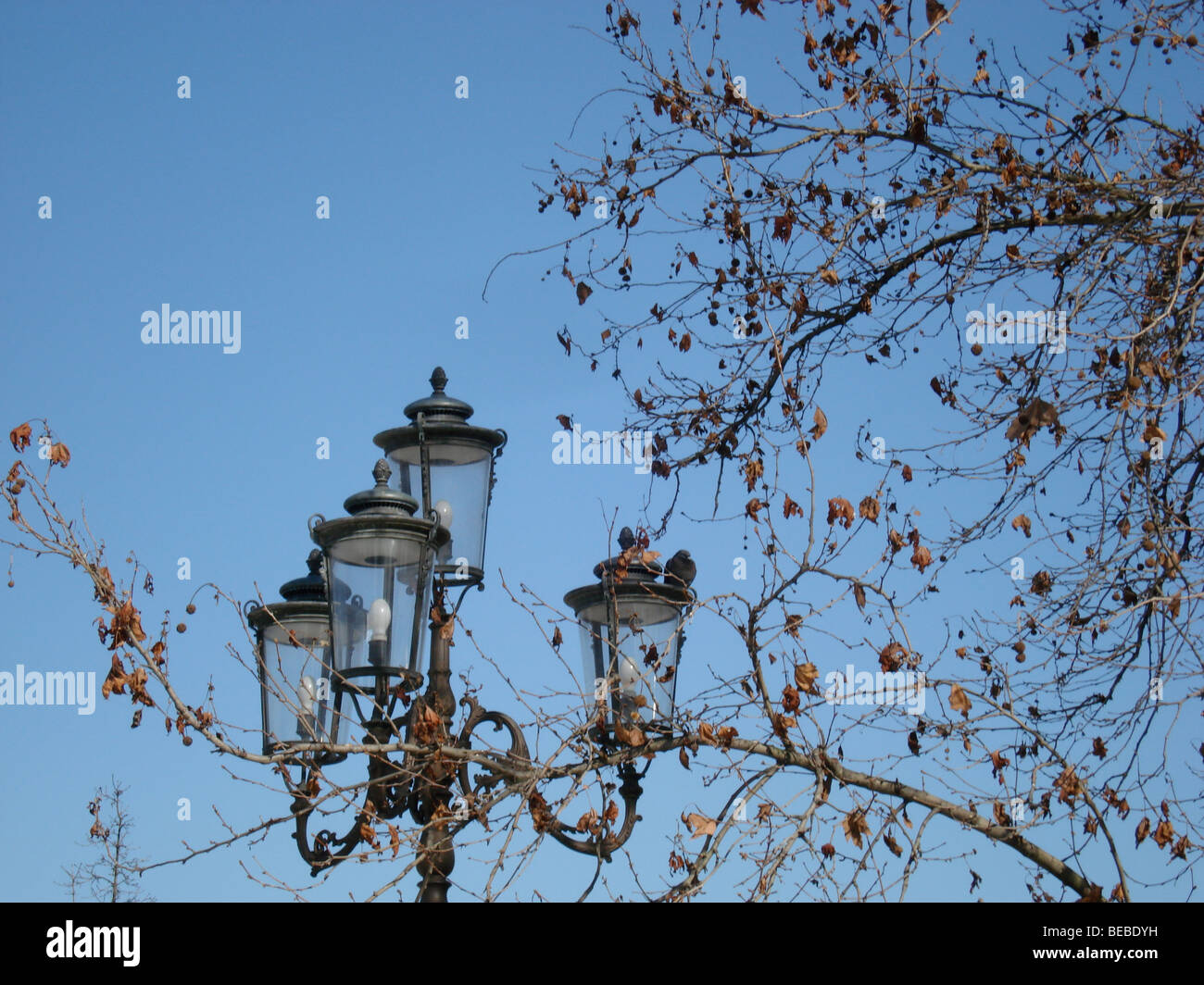 Street light / Lamp against blue sky with autumnal tree in foreground ...