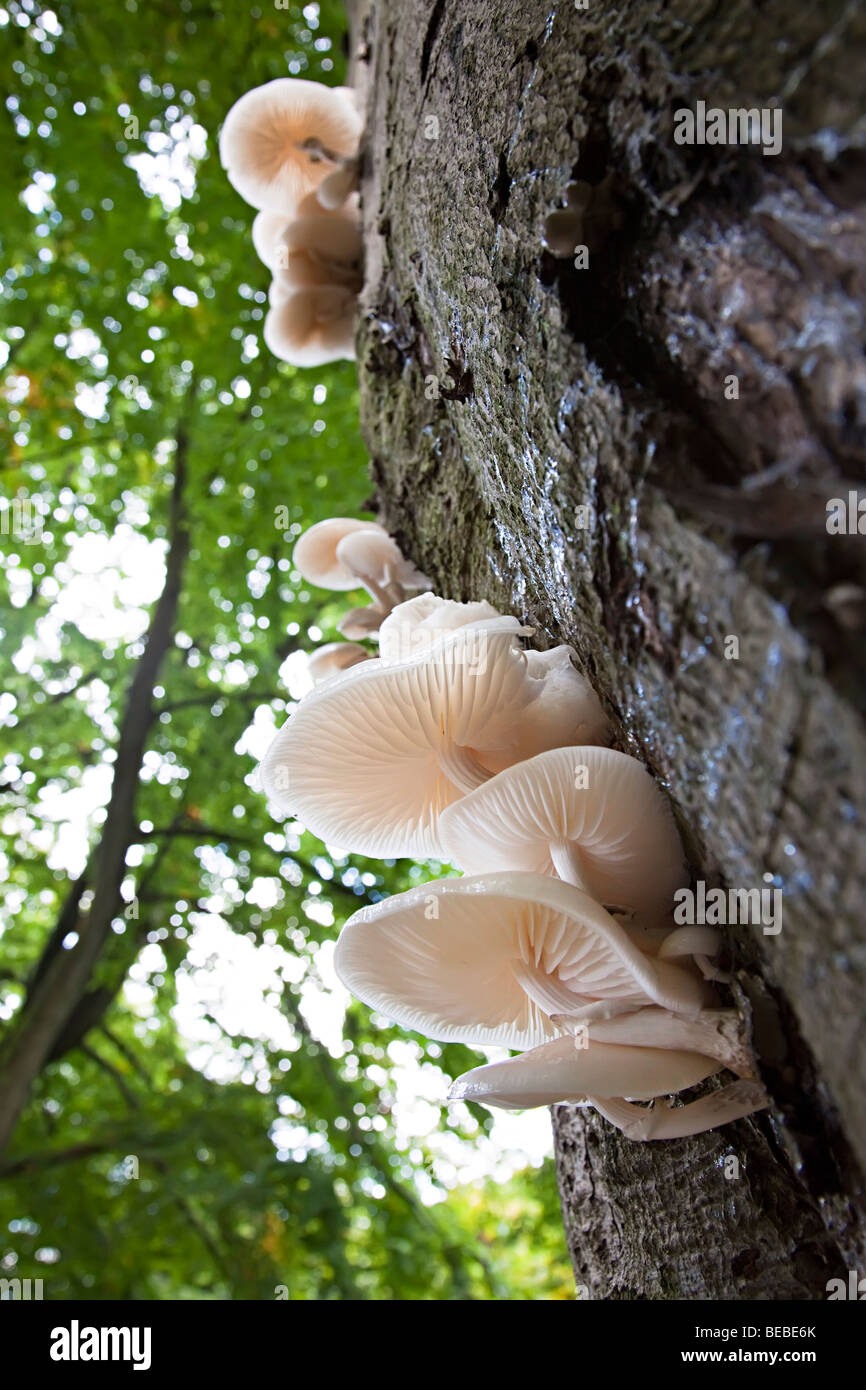 Uk fungi on tree hi-res stock photography and images - Alamy