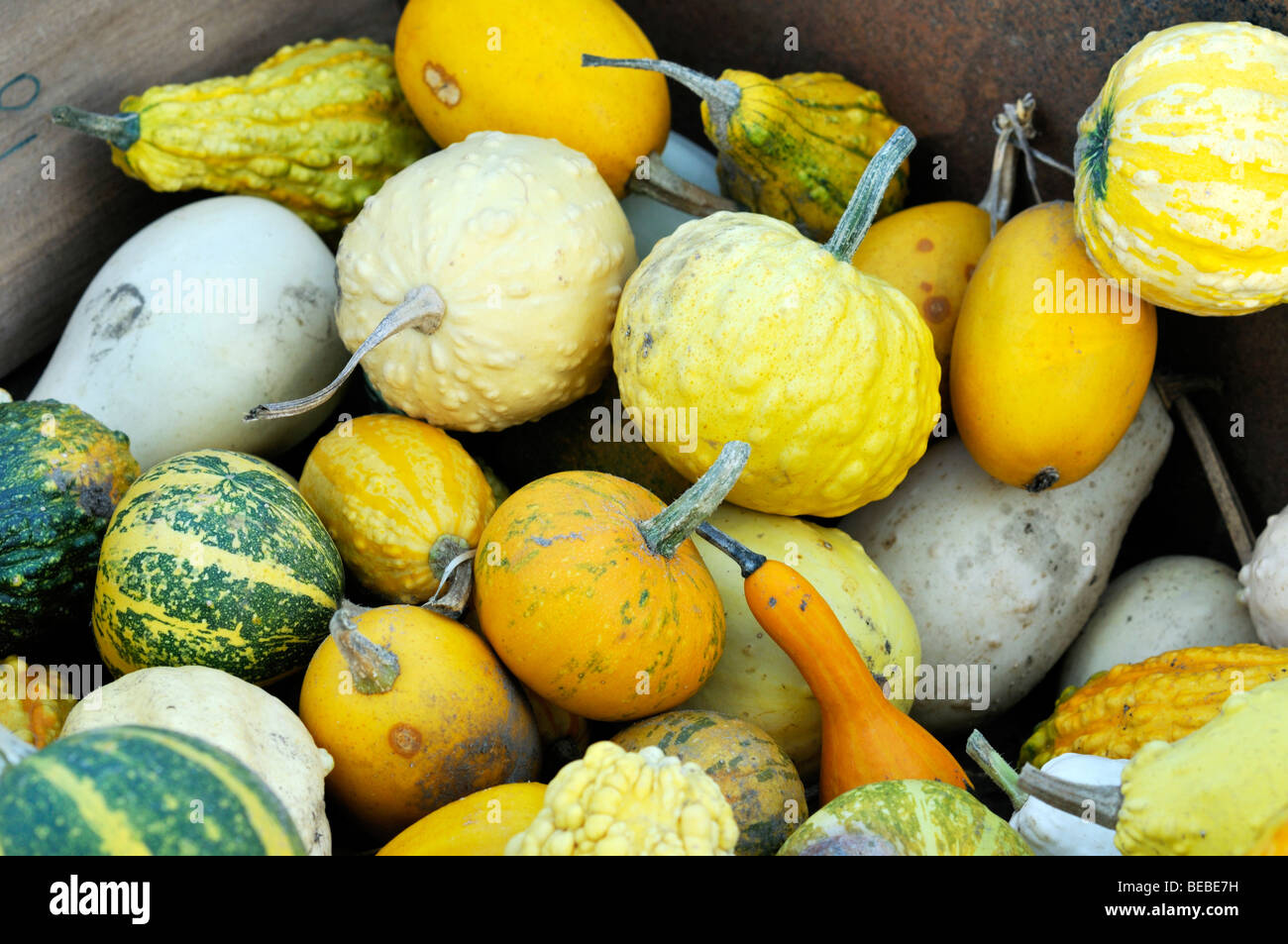 Gourds gourd ornamental hi-res stock photography and images - Alamy