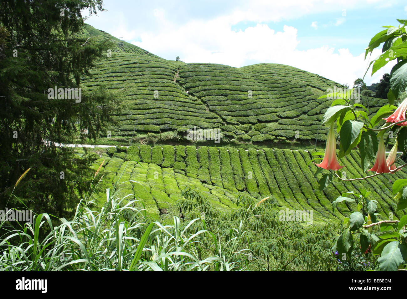 Boh tea plantation in Cameron Highlands Malaysia Stock Photo - Alamy