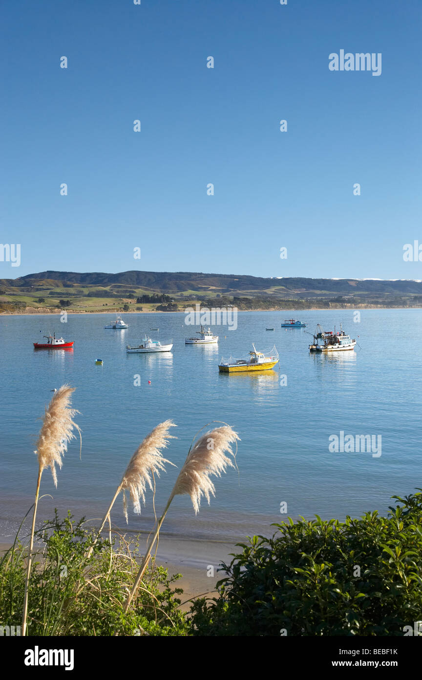 Toetoe Flowers and Fishing Boats, Moeraki Fishing Village, North Otago ...