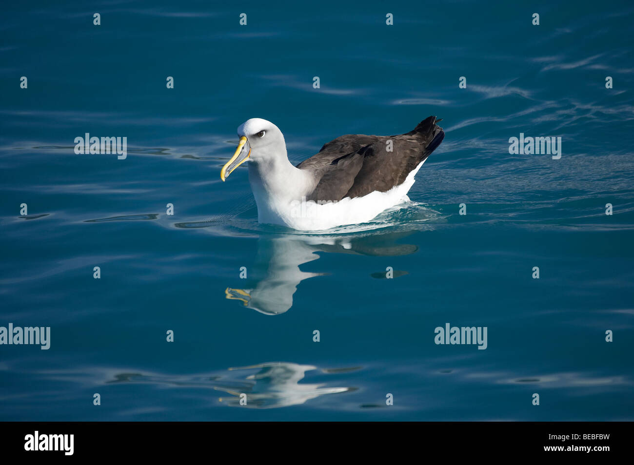 Mollyhawk hi-res stock photography and images - Alamy