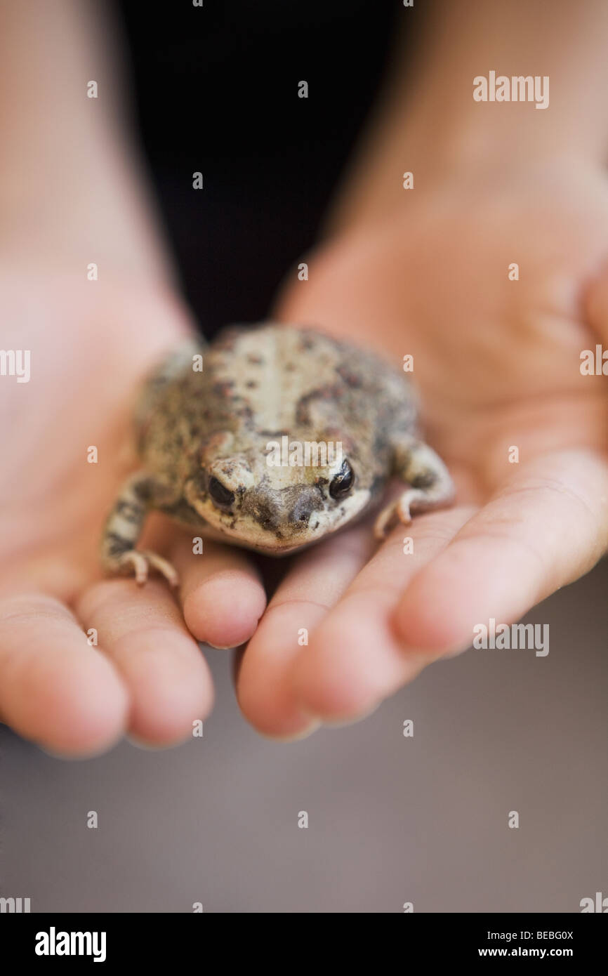 Close-up of a child's hands holding a frog Stock Photo - Alamy