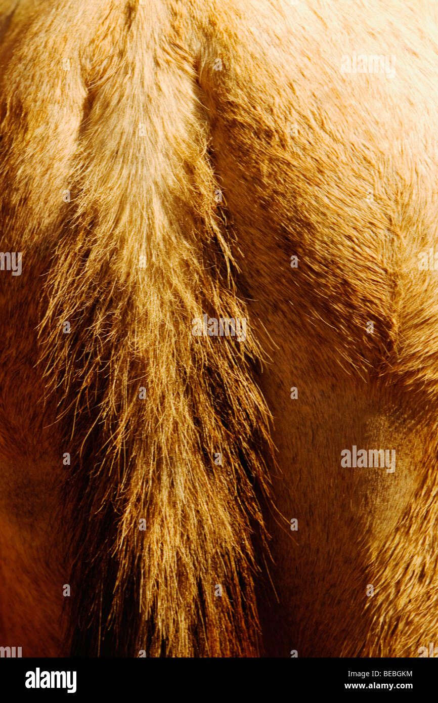 Close Up Of The Tail Of A Horse Stock Photo Alamy