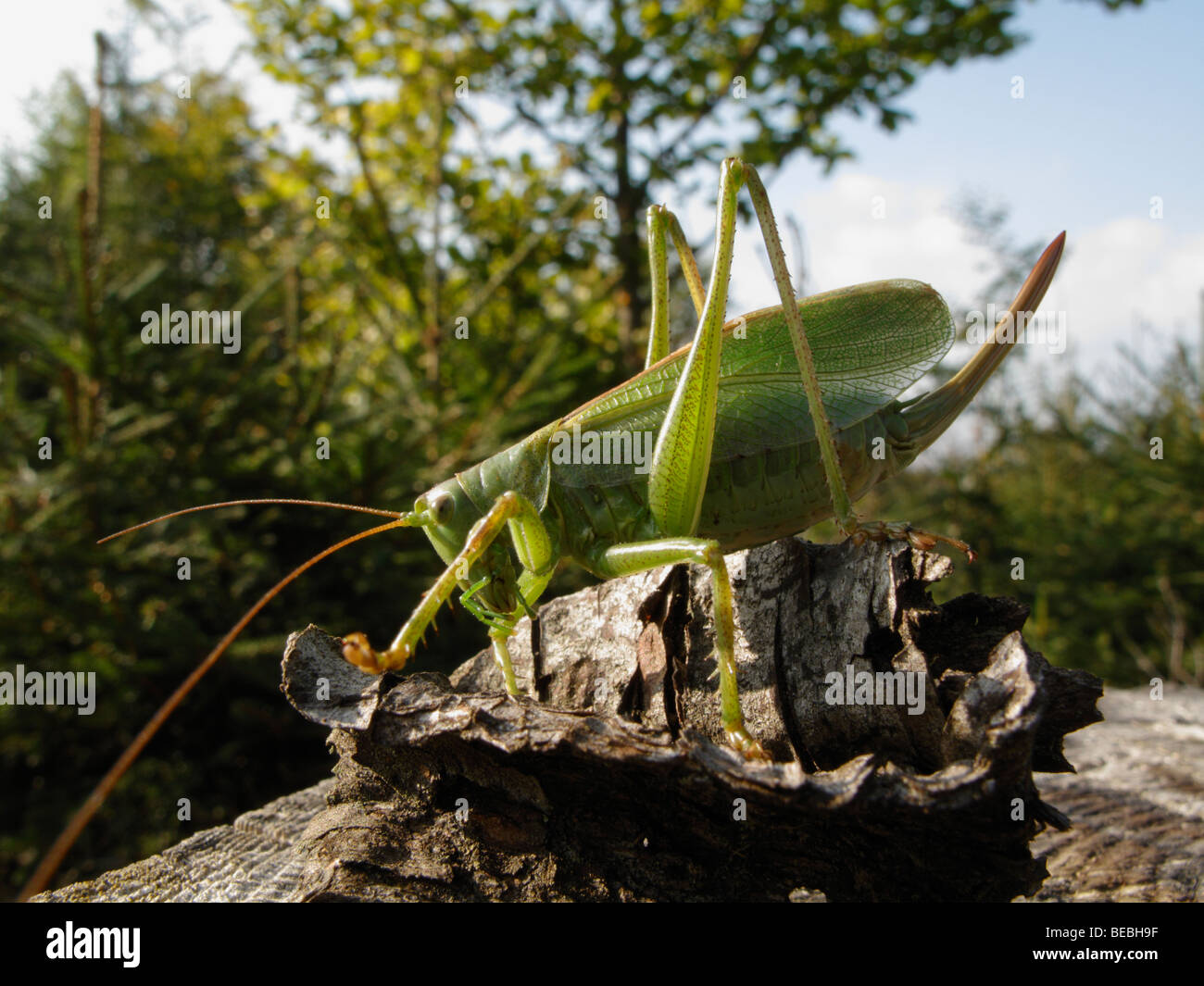 Small green bush cricket hi-res stock photography and images - Alamy