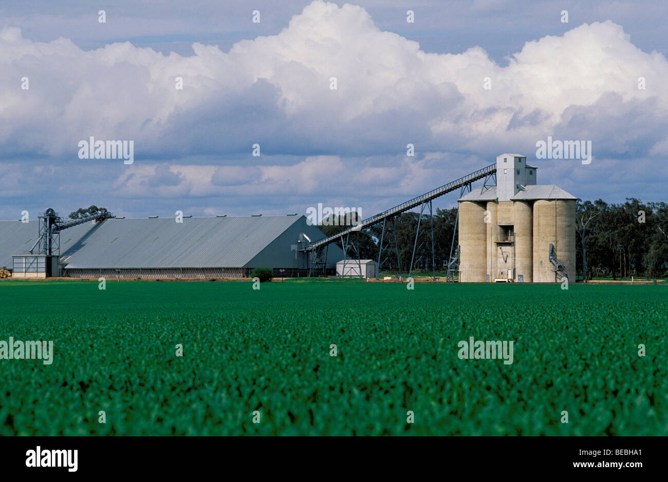 Noonbinna Silo Complex and Young Wheat Crop Cowra District New South ...