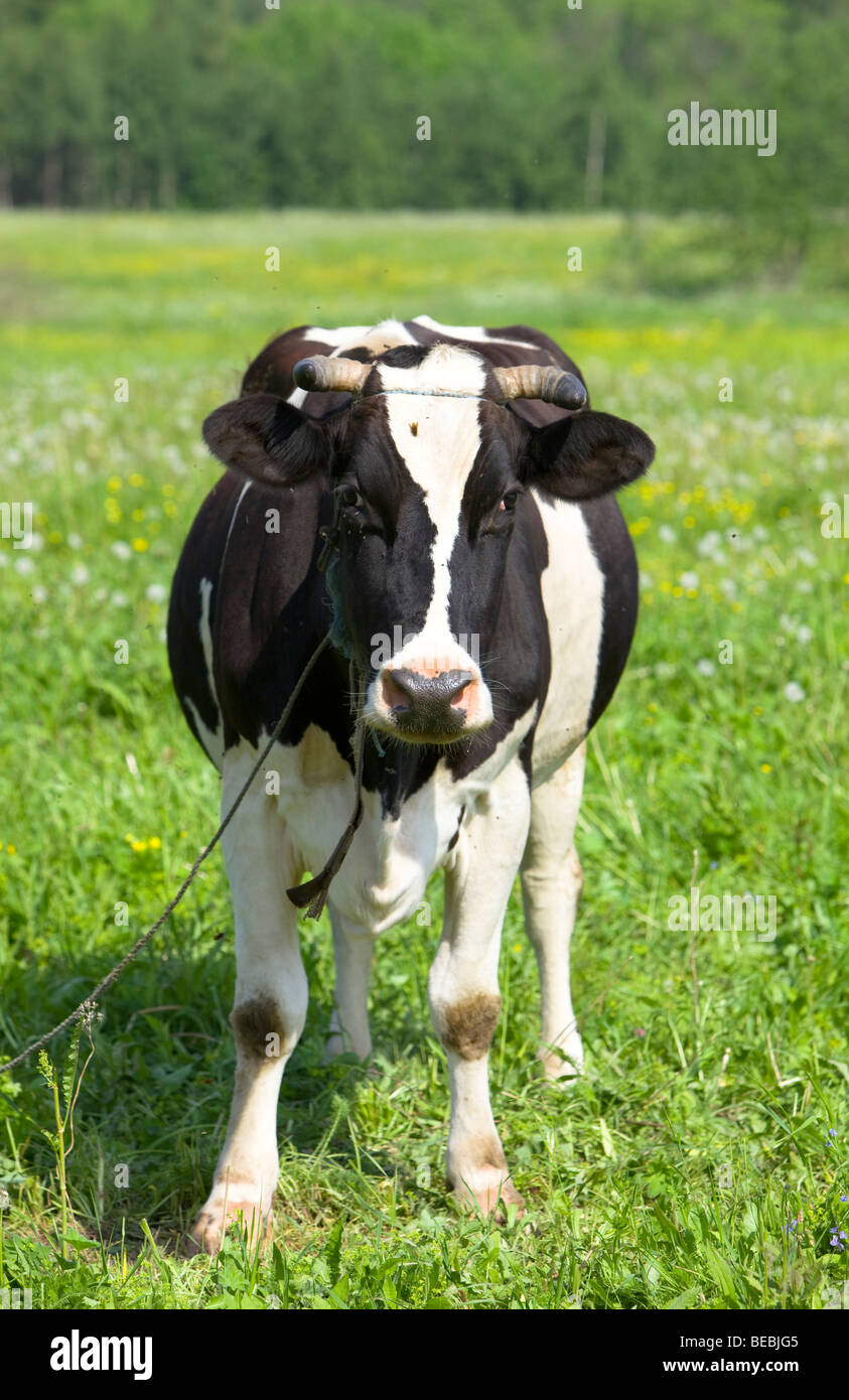 Clear cow hi-res stock photography and images - Alamy