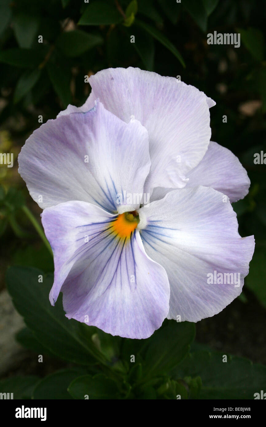 Hermanus and flowers hi-res stock photography and images - Alamy