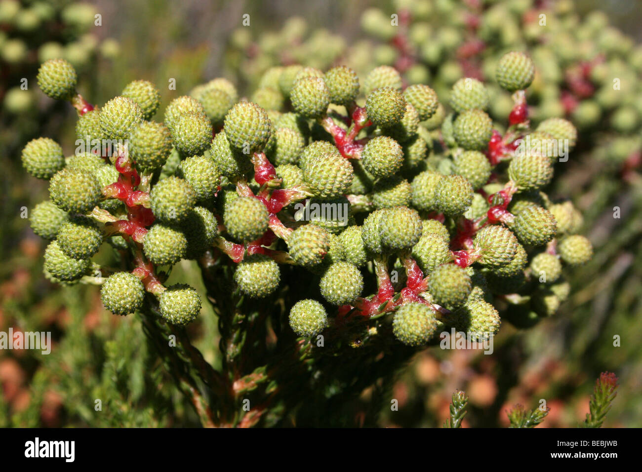 Fynbos Vegetation : Typical Fynbos Vegetation Cape Of Good Hope Reserve ...