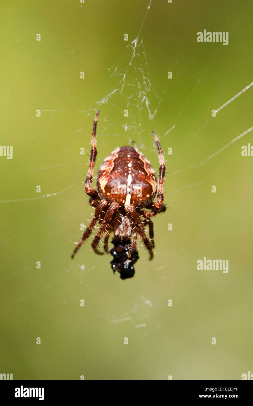 Sun spider hi-res stock photography and images - Alamy