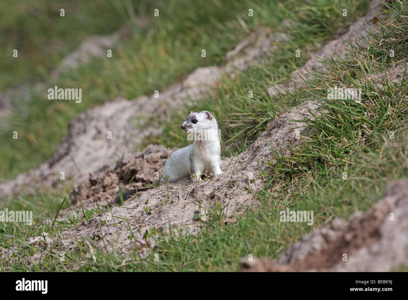 White stoat uk hi-res stock photography and images - Alamy
