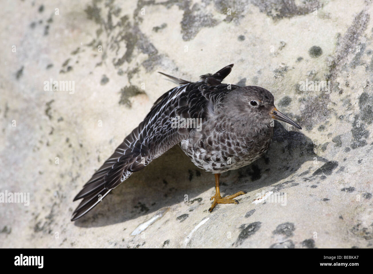 Purple Sandpiper, Calidris maritima, at roost with wing stretch Stock ...