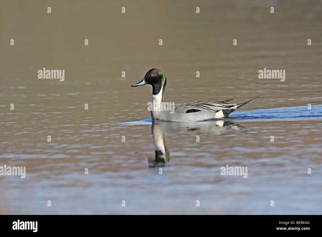 Pintail, Anas acuta /Mallard, Anas platyrhynchos, hybrid drake Stock ...