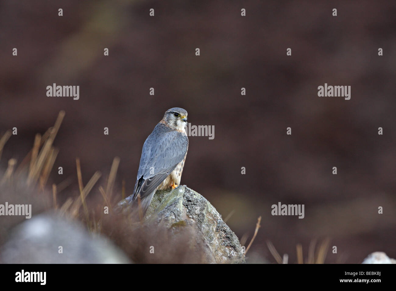 Merlin bird uk hi-res stock photography and images - Alamy