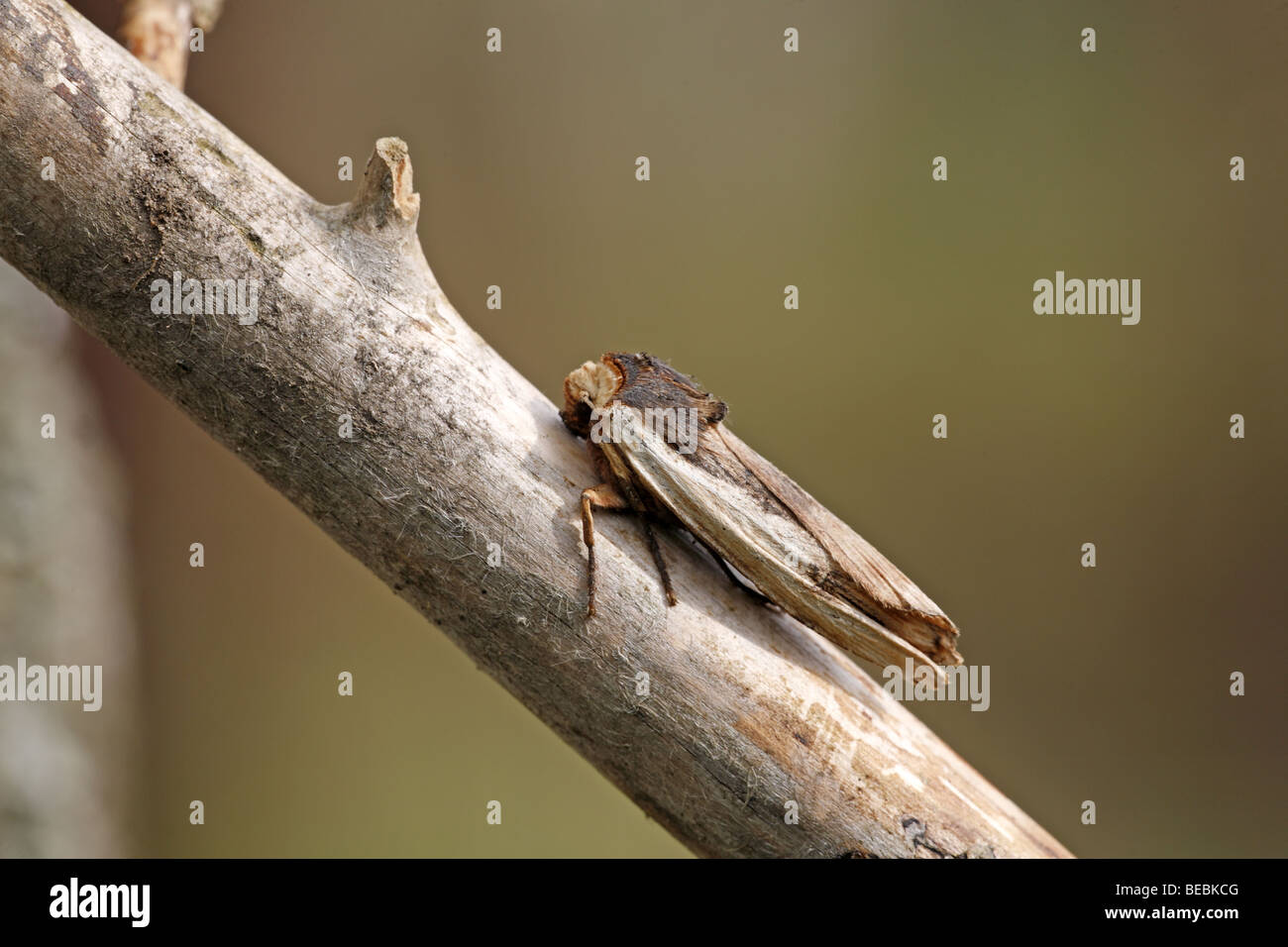 Red Sword Grass, Xylena vetusta Stock Photo - Alamy