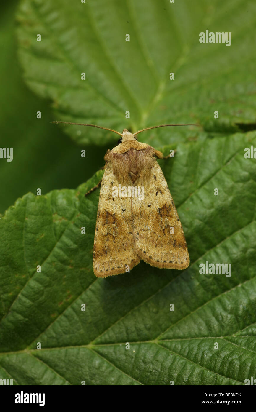 Diarsia mendica diarsia mendica hi-res stock photography and images - Alamy