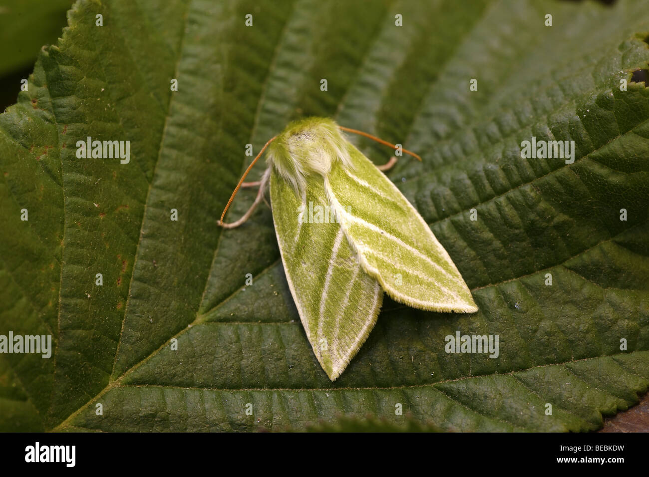 Silver lines hi-res stock photography and images - Alamy