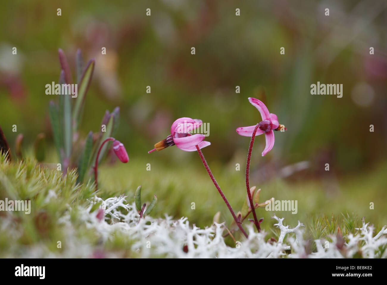 Cranberry, Vaccinium oxycoccus, flowers Stock Photo - Alamy