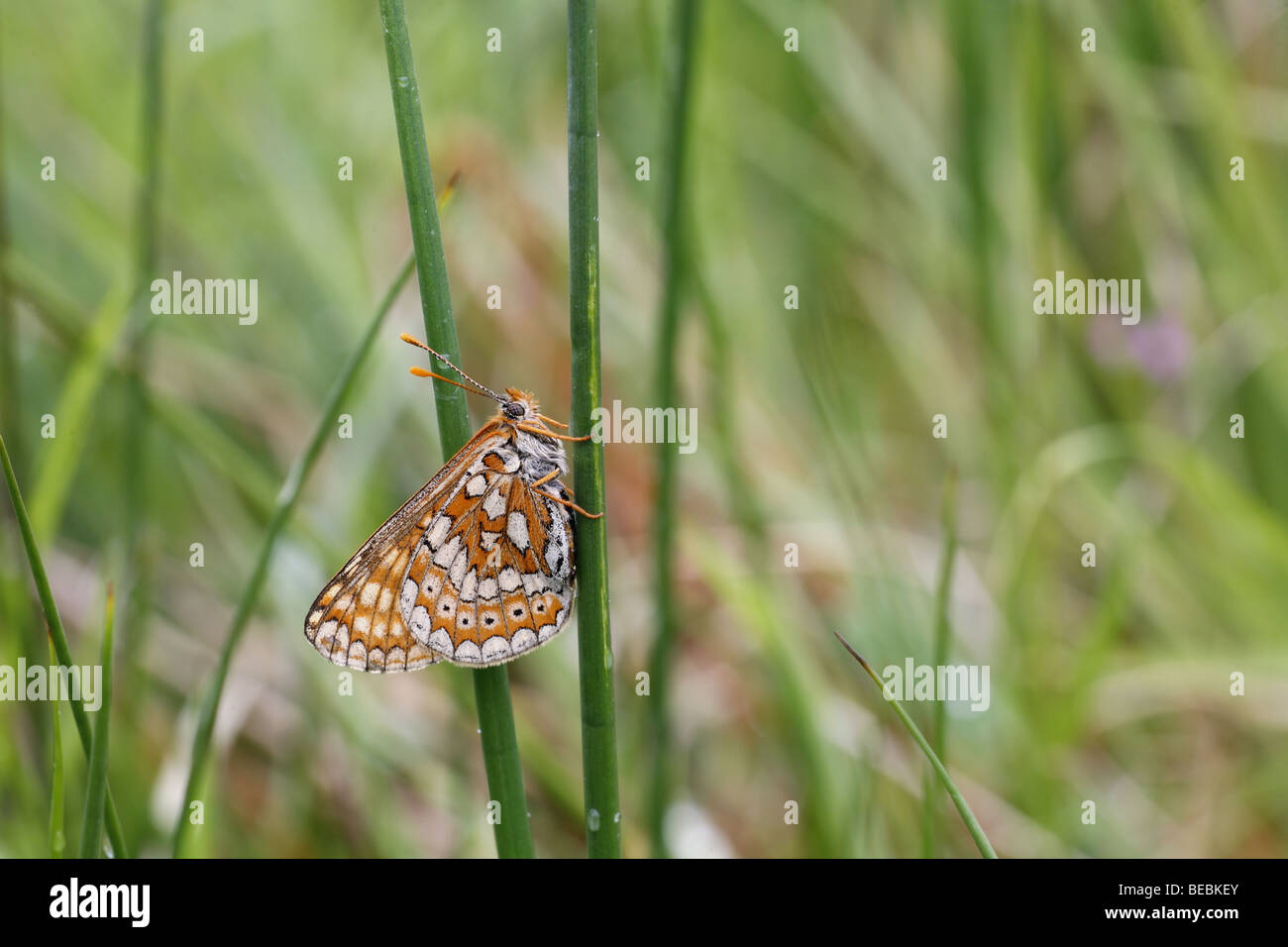 Marsh fritillary uk hi-res stock photography and images - Alamy
