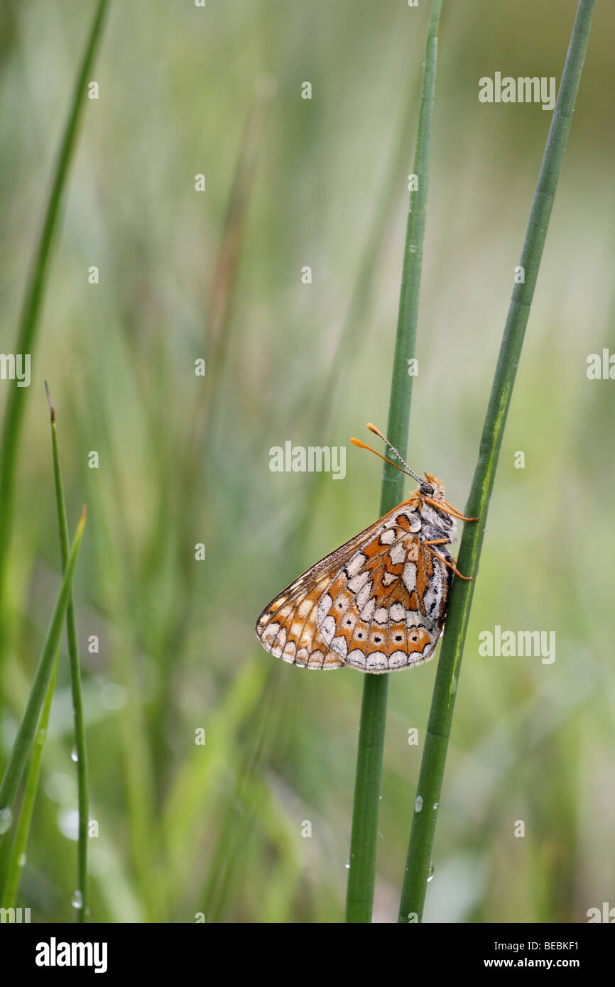 Marsh fritillary hi-res stock photography and images - Alamy