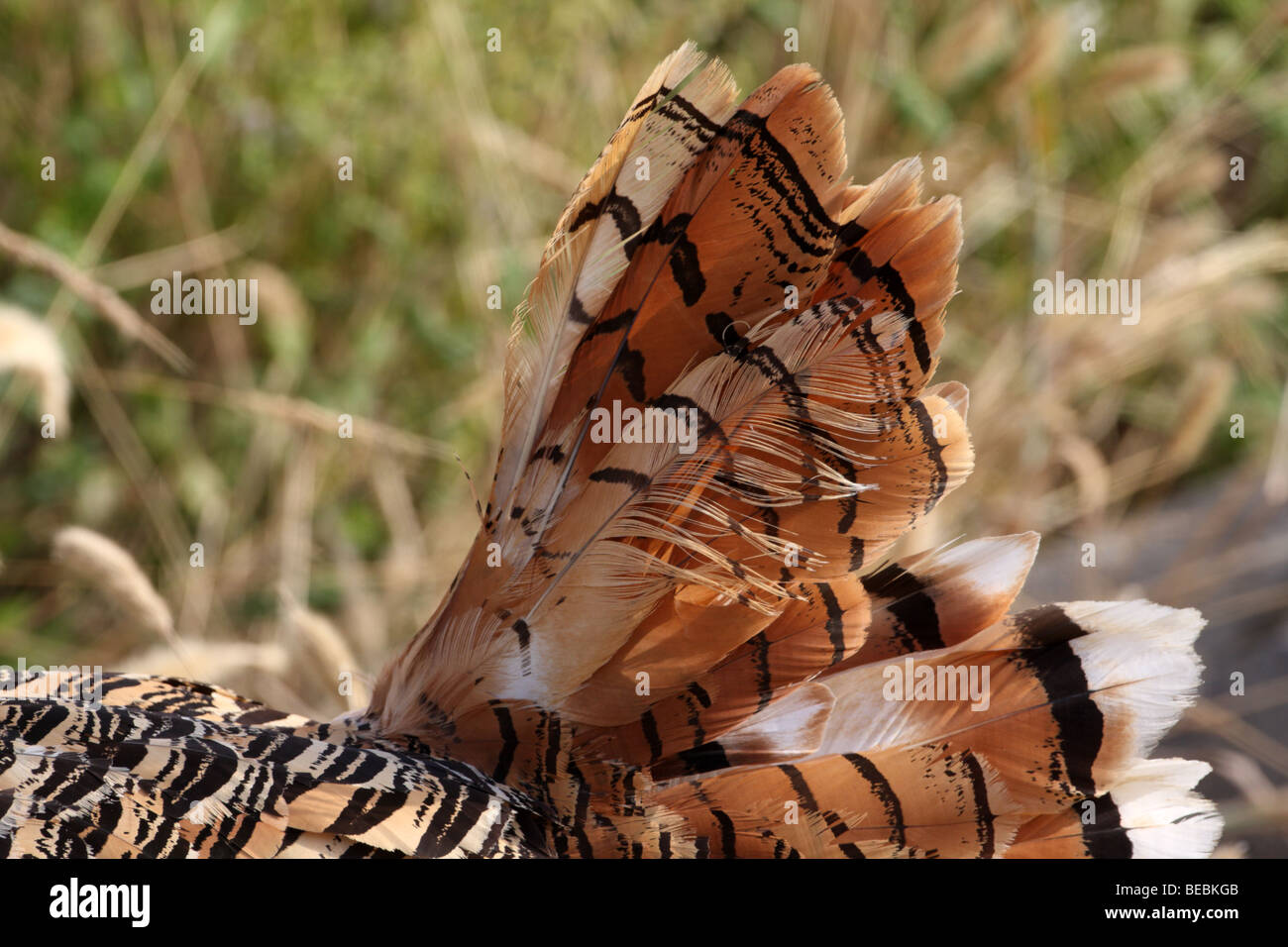 Great Bustard, Otis tarda, tail feathers Stock Photo - Alamy