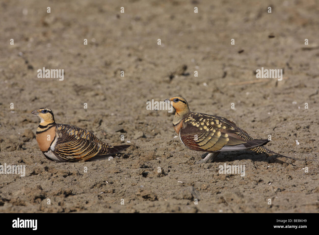 Pin-tailed Sandgrouse, Pterocles alchata pair pausing on mud before ...