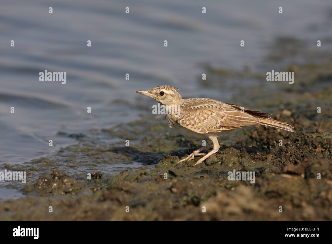 Calandra Lark, Melanocorypha, calandra Stock Photo - Alamy