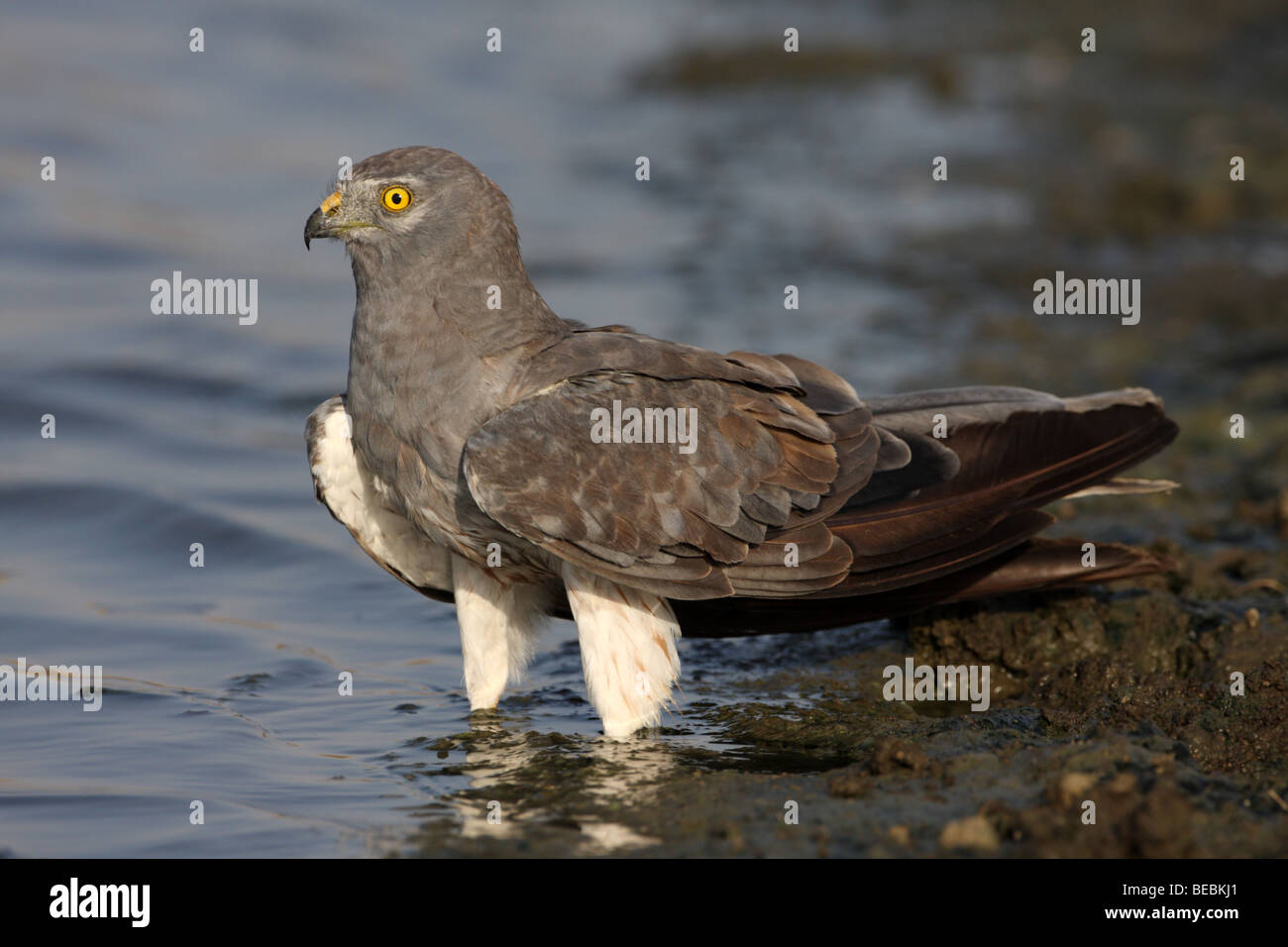 Montagu's Harrier, Circus pygargus male bathing Stock Photo - Alamy