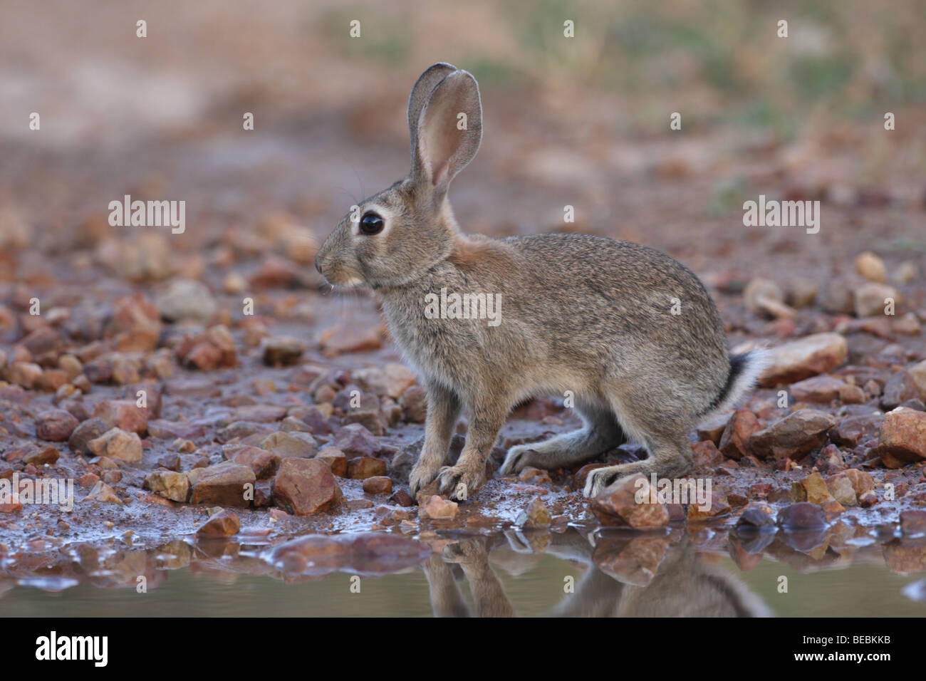 Rabbit drink hi-res stock photography and images - Alamy