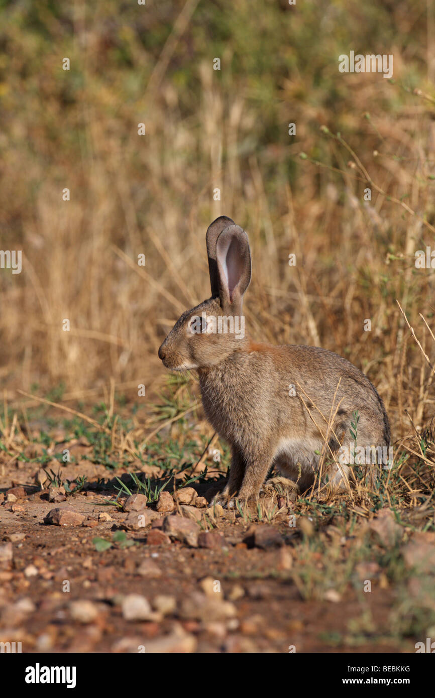 Rabbit, Oryctolagus cuniculus in dry summer grassland Stock Photo - Alamy