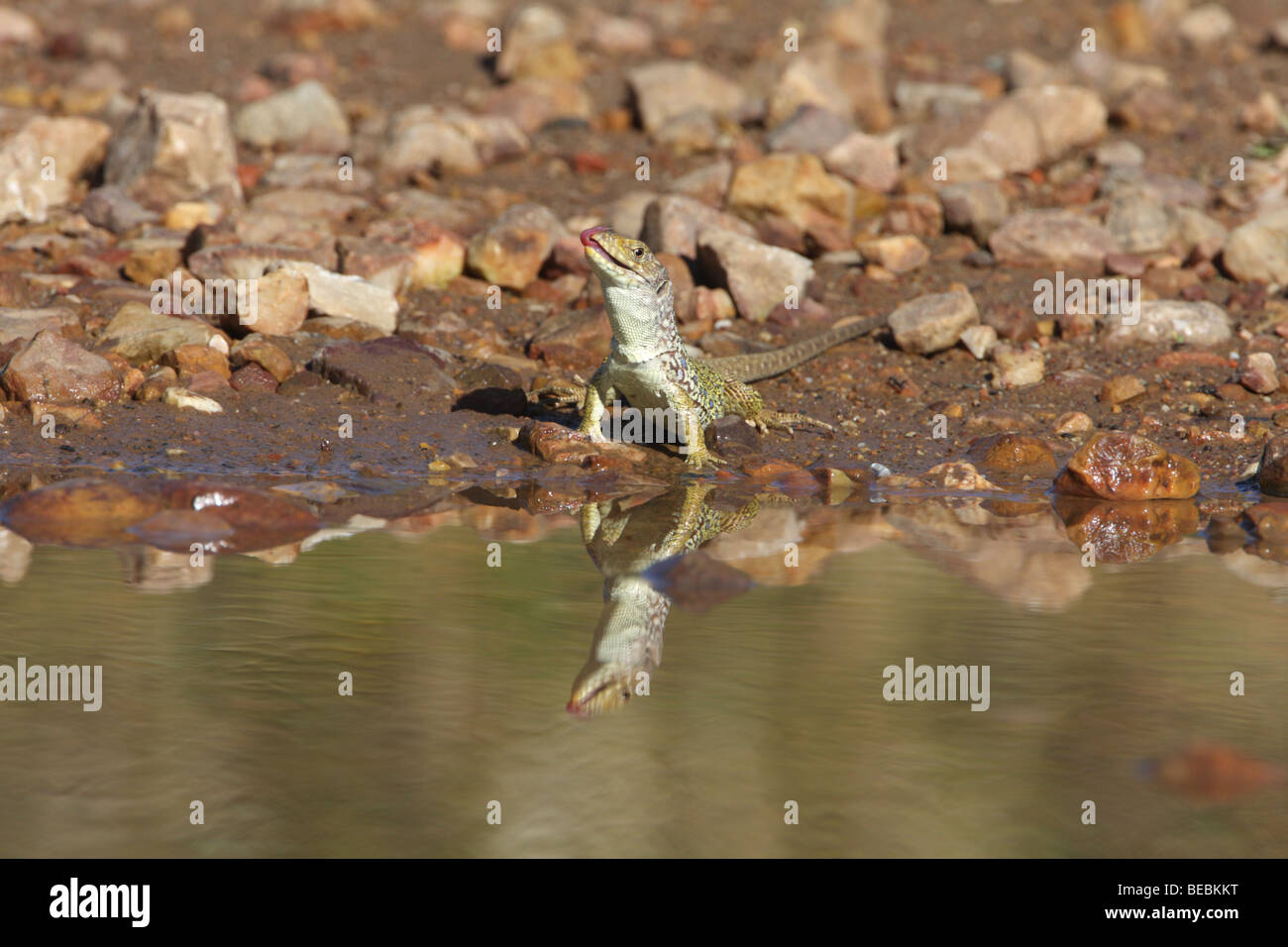 Drinking lizard hi-res stock photography and images - Alamy