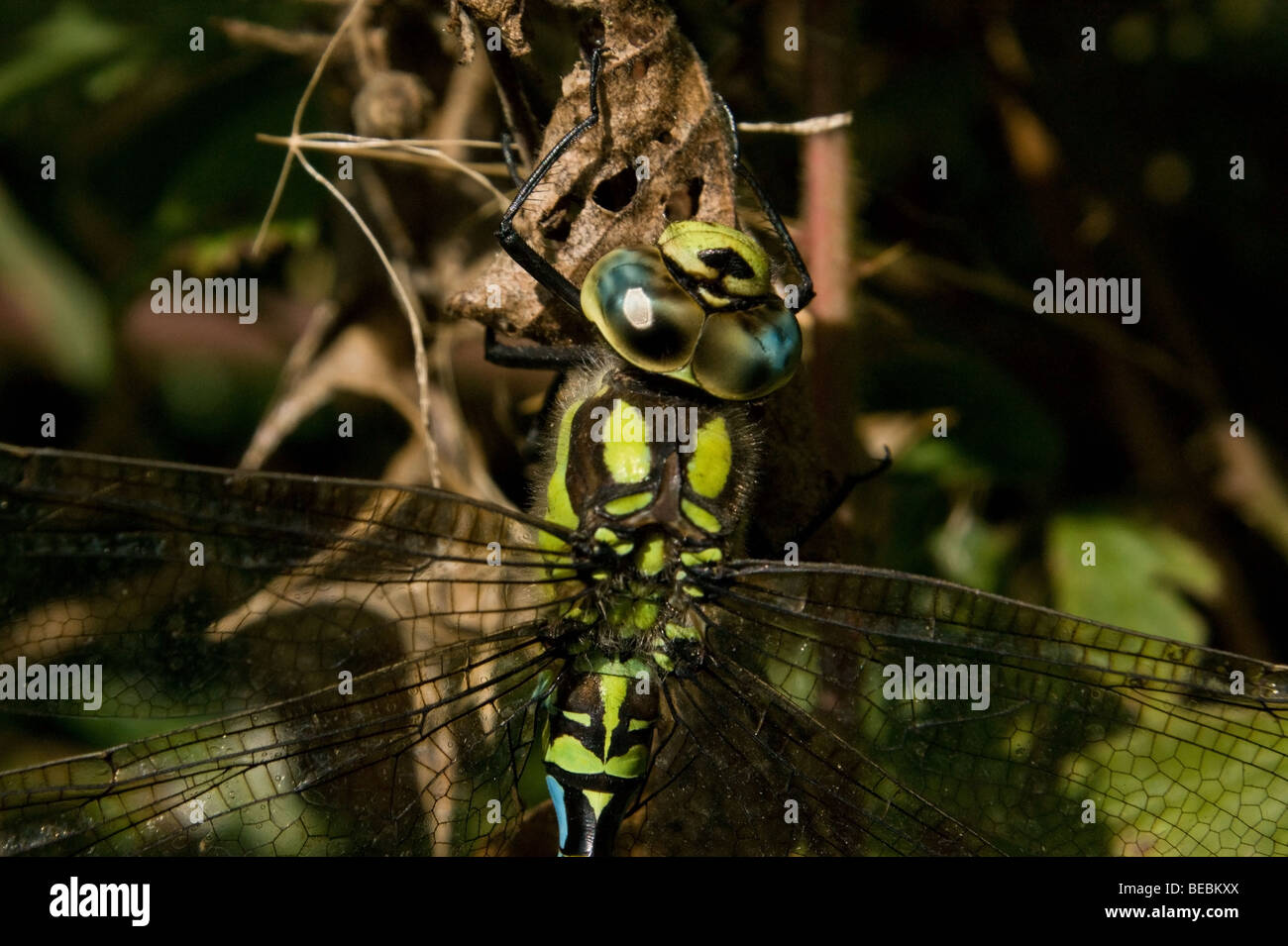 Dragonfly resting on a dead leaf Stock Photo - Alamy