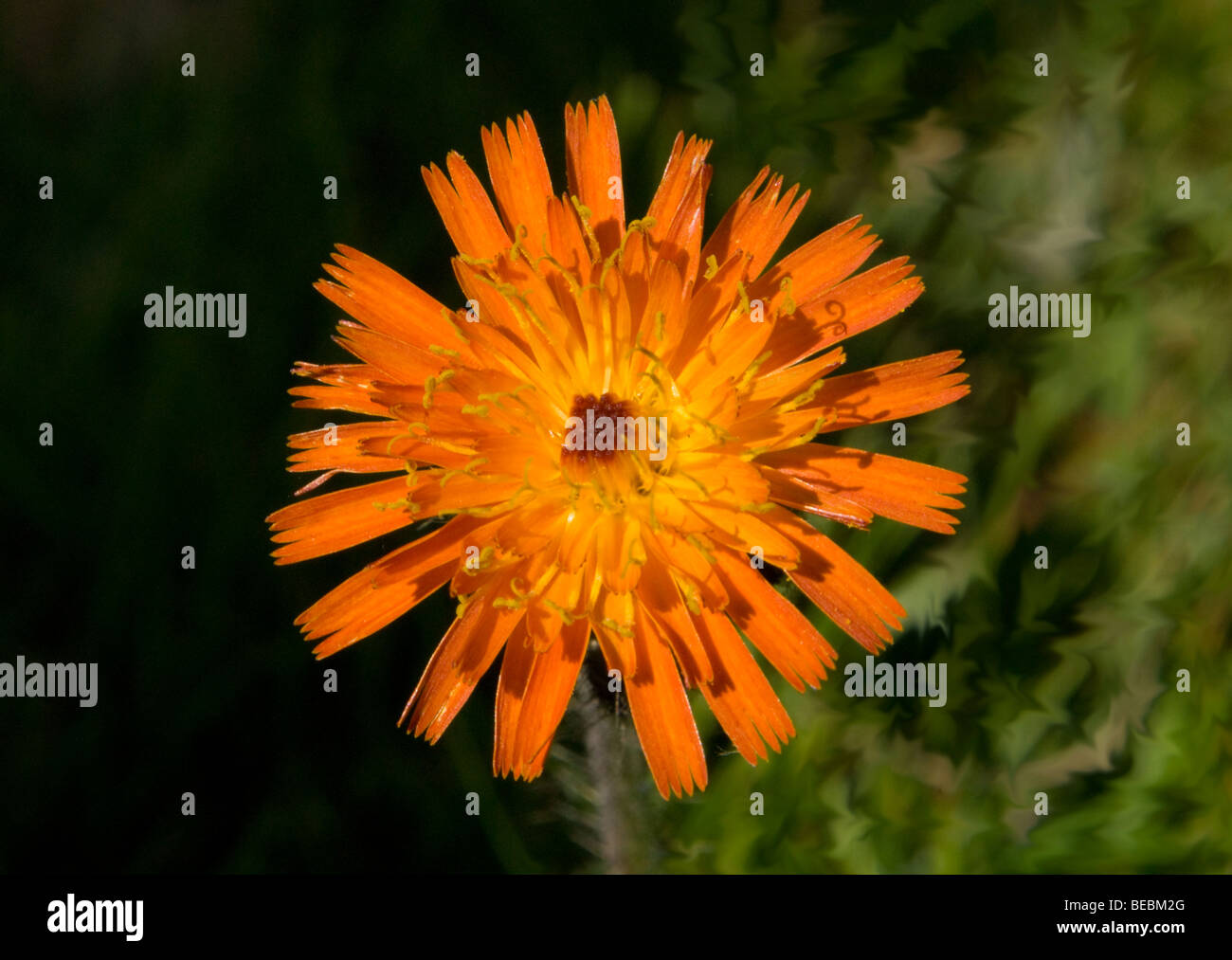 Petal round orange hi-res stock photography and images - Alamy