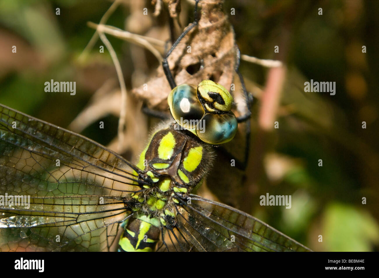 Dragonfly resting on dead leaf Stock Photo - Alamy