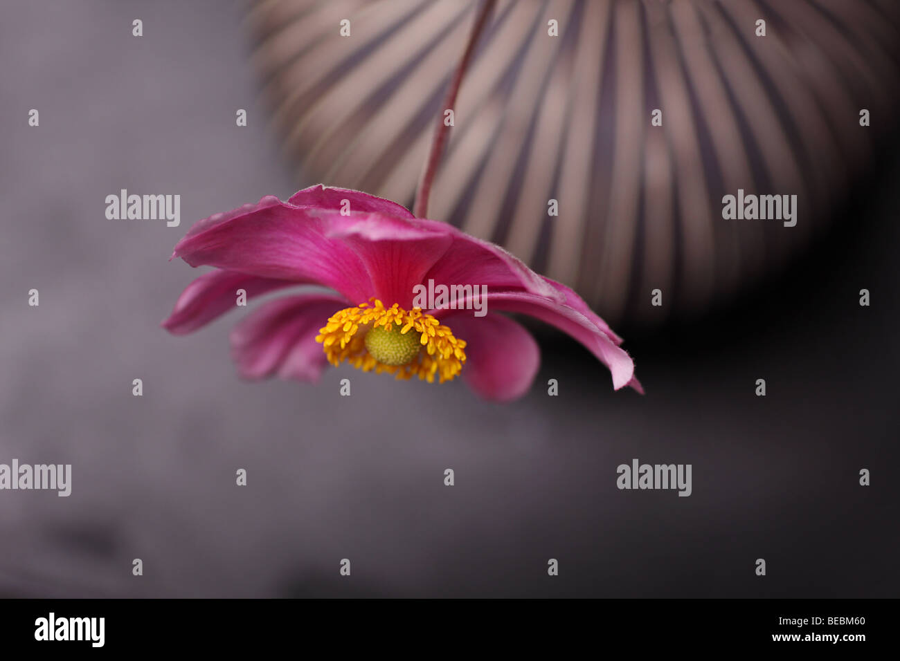 beautiful pink anemone in a vase,shallow depth of field Stock Photo - Alamy