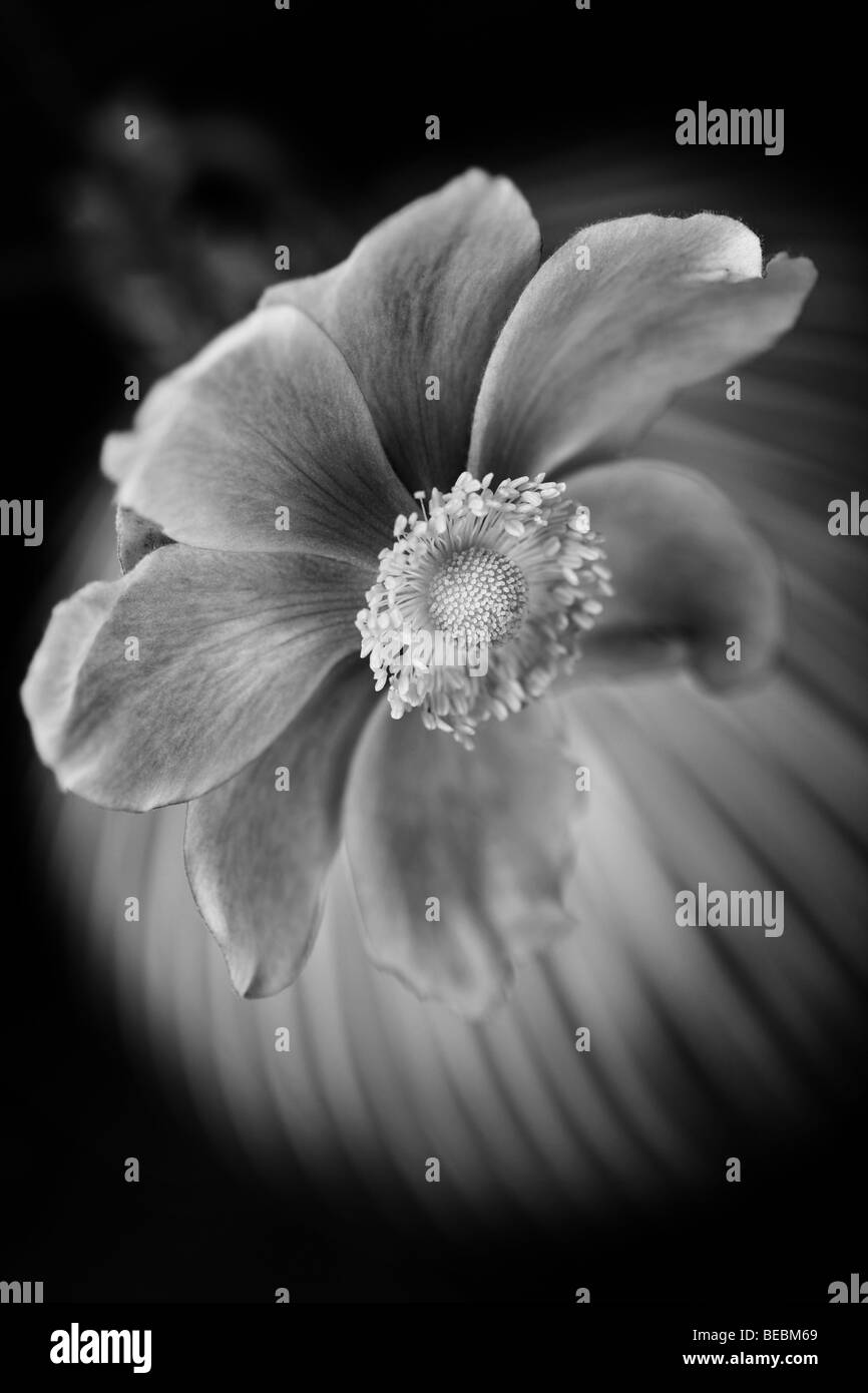 beautiful anemone in a vase,shallow depth of field Stock Photo - Alamy