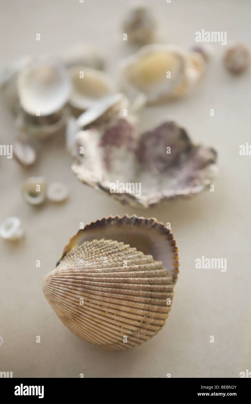 Close-up of assorted sea shells Stock Photo - Alamy