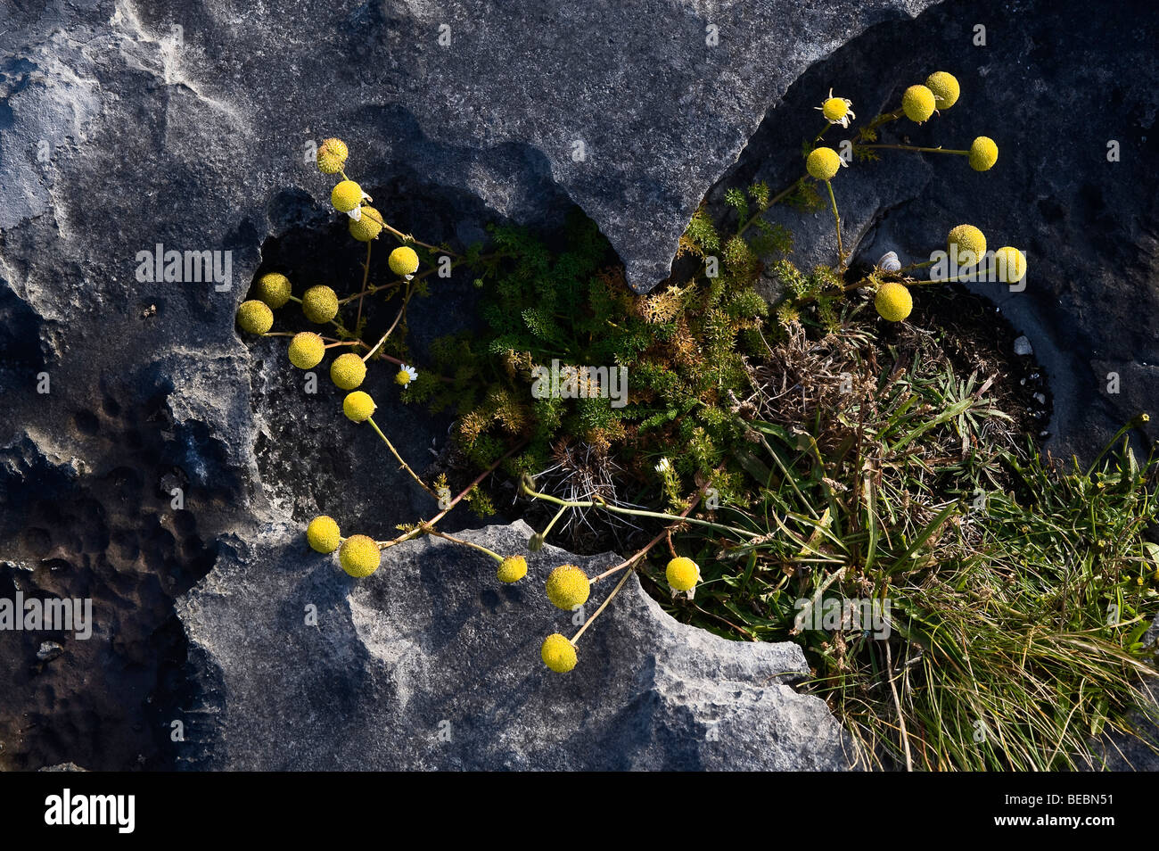 The burren flowers hi-res stock photography and images - Alamy