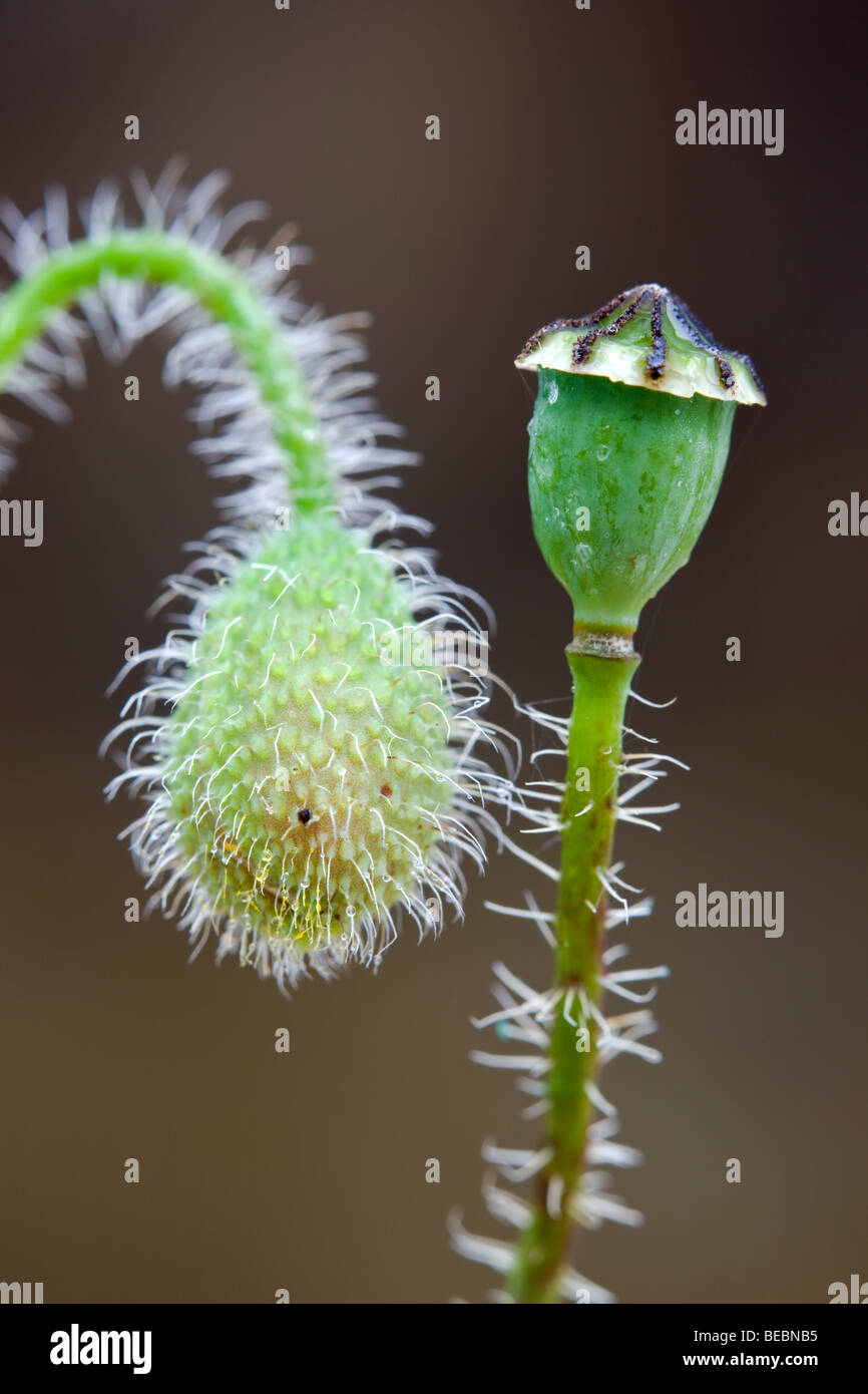 common poppy; Papaver rhoeas; seed head and bud Stock Photo - Alamy