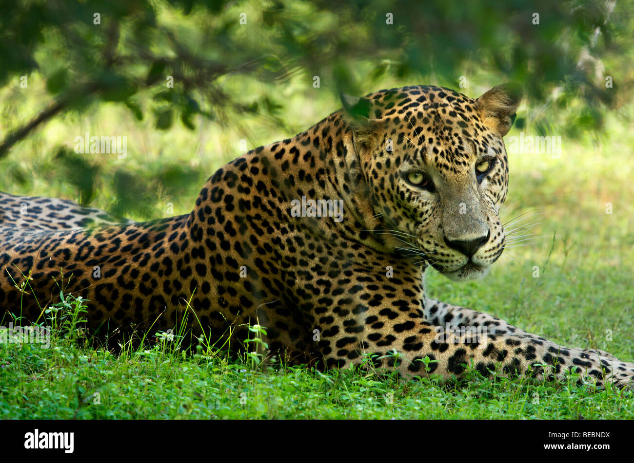 Leopard in Yala National park Sri Lanka Stock Photo - Alamy